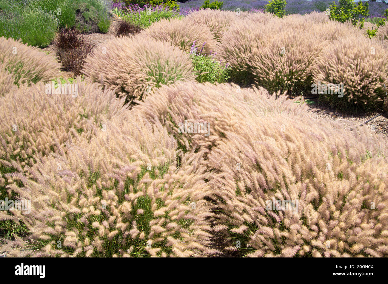 Soft grasses in Summer breeze Stock Photo - Alamy