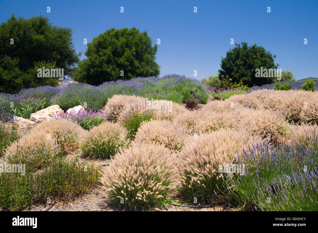 Soft grasses of California in Summer Stock Photo - Alamy