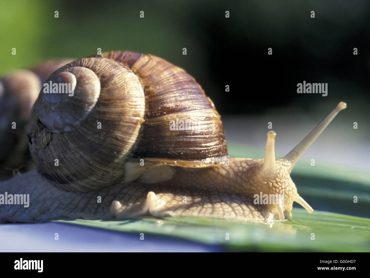 Outdoor snail hi-res stock photography and images - Alamy