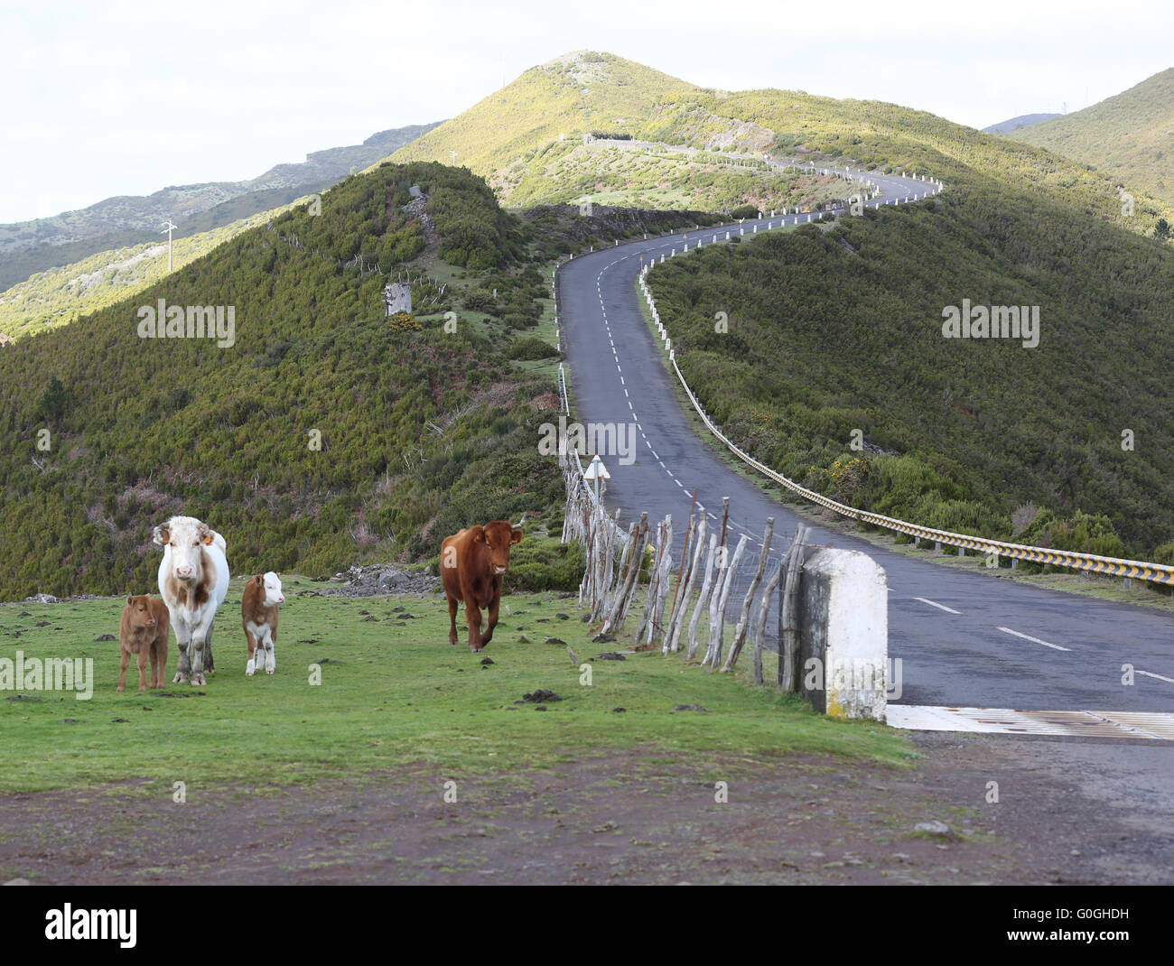 Traffic with cows hi-res stock photography and images - Alamy