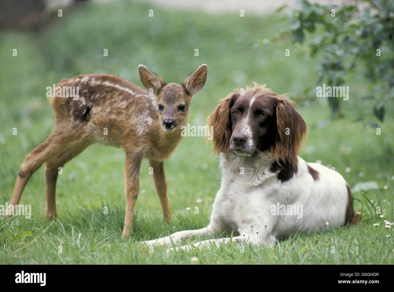 Friendship animal not people hi-res stock photography and images - Alamy