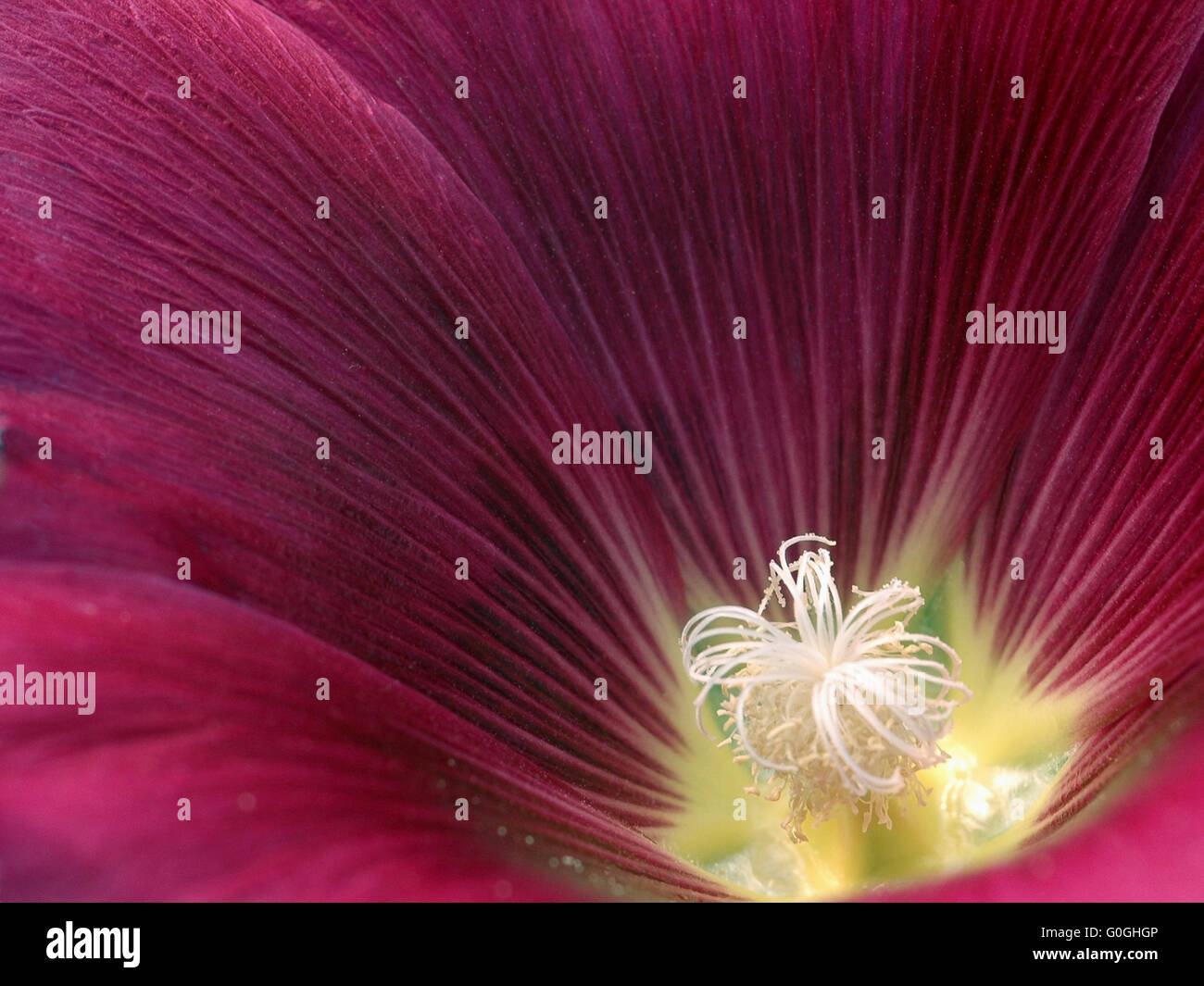 Altseya wrinkled hi-res stock photography and images - Alamy