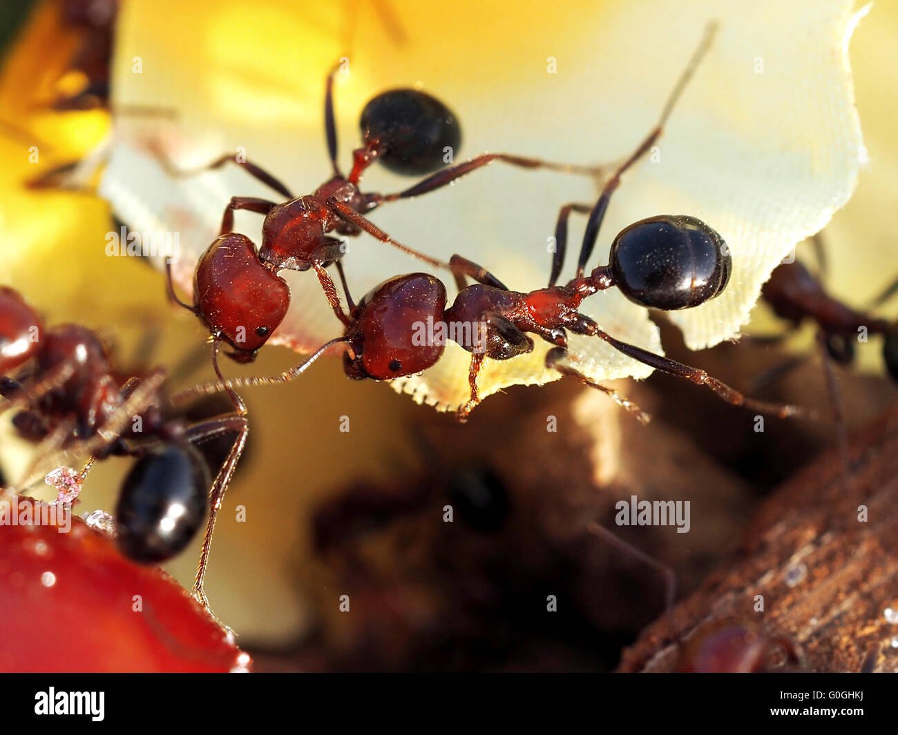 Two red ants hi-res stock photography and images - Alamy