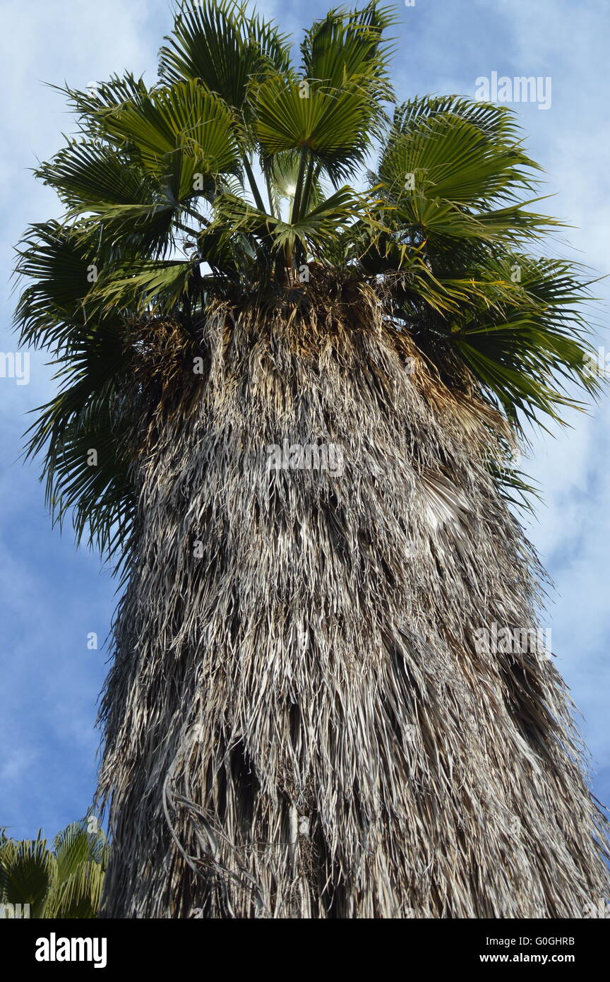 Palm sheets hi-res stock photography and images - Alamy