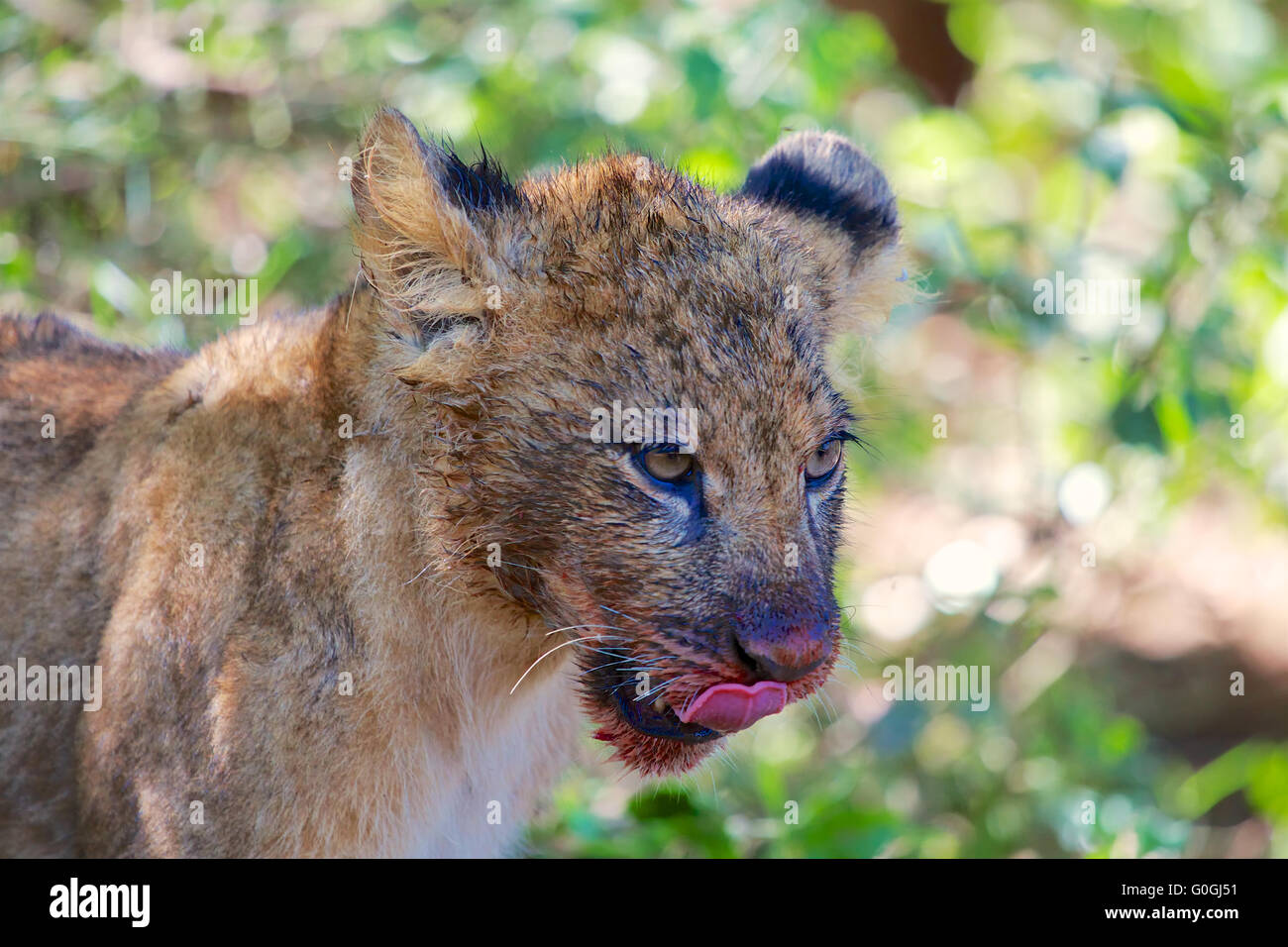 lion cub after eating a buffalo Stock Photo - Alamy