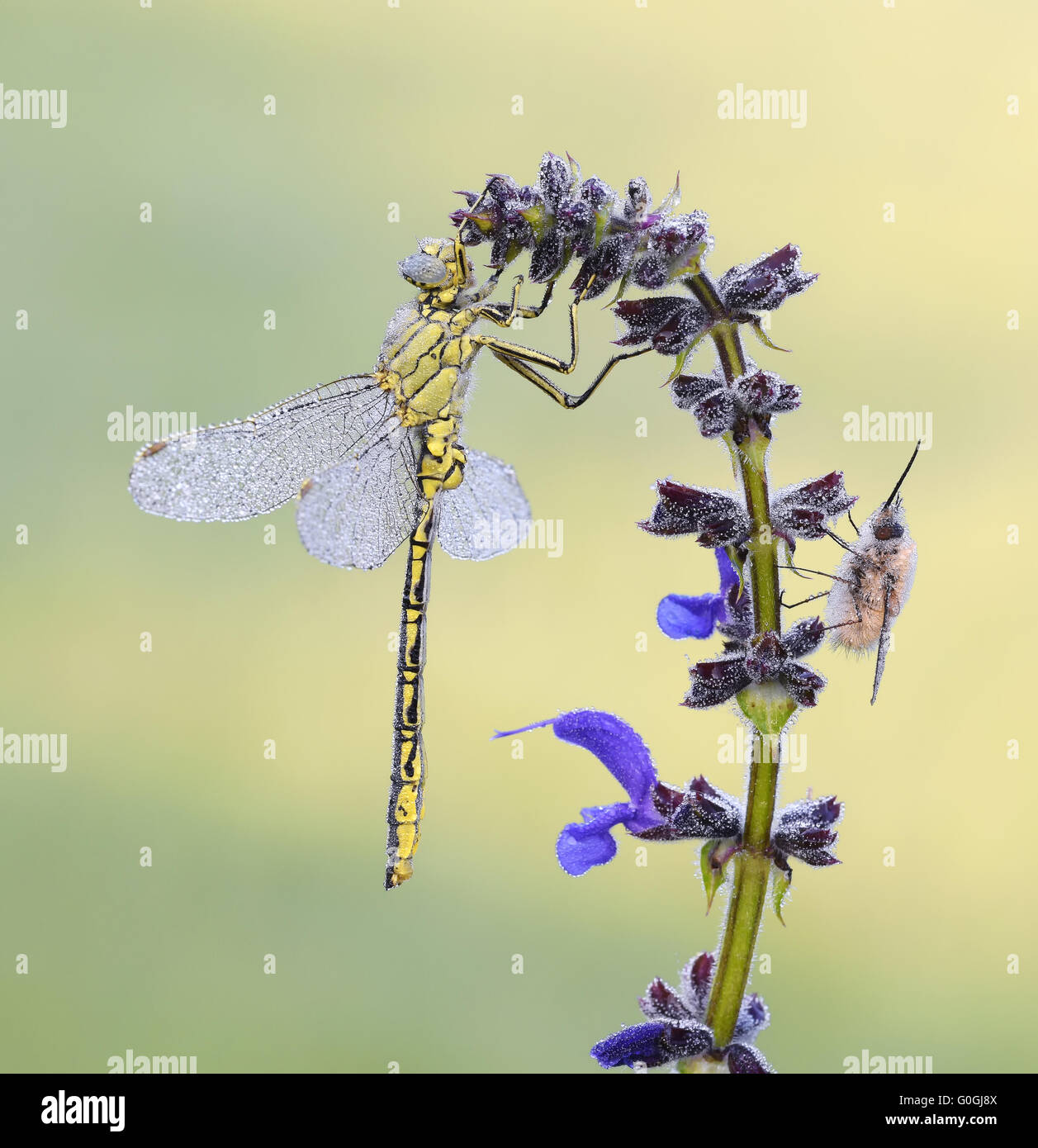 western clubtail, bee flies Stock Photo - Alamy