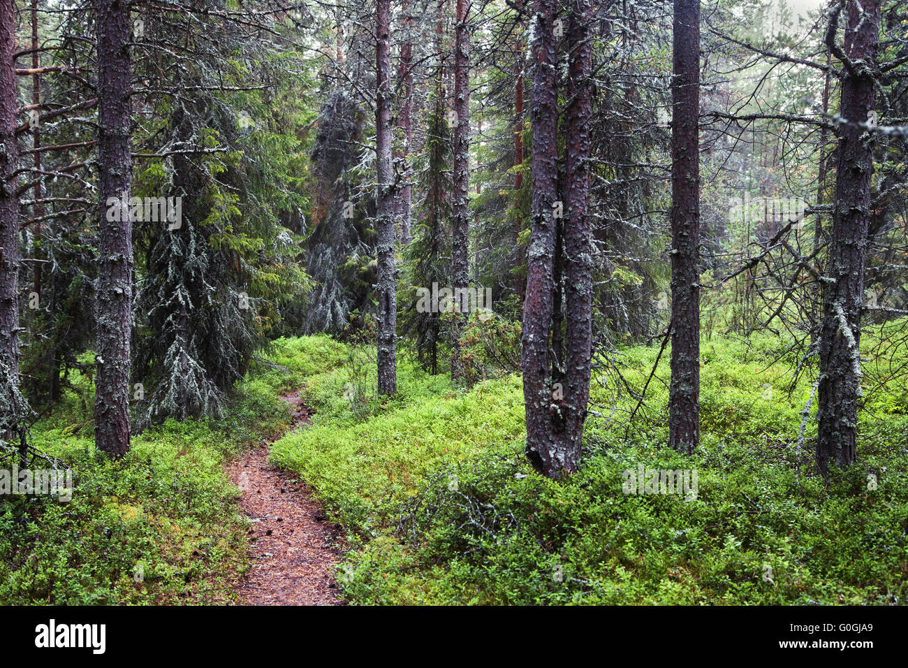 Misty forest on Kola peninsula Stock Photo - Alamy