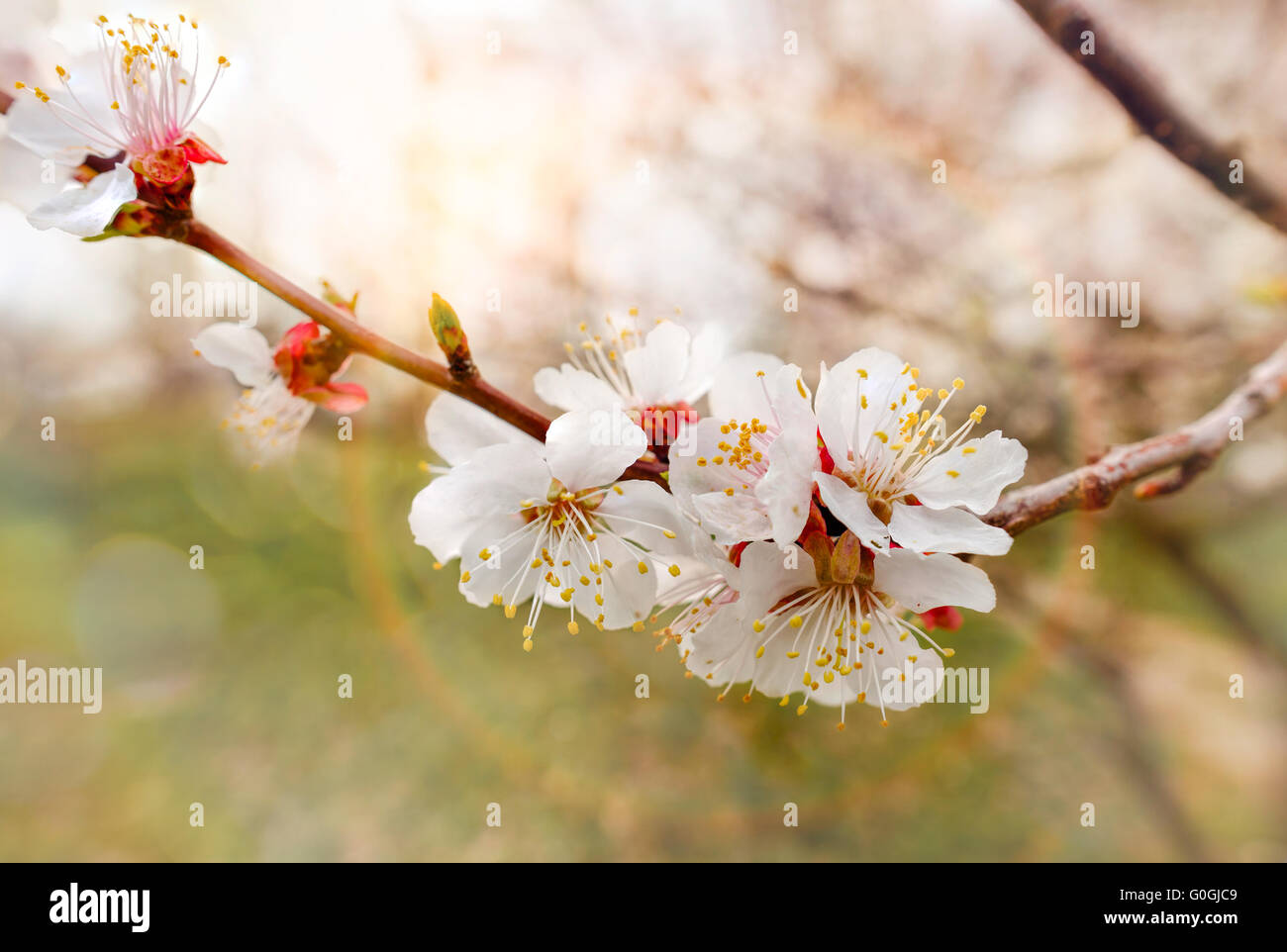 Apricot blossom spring hi-res stock photography and images - Alamy