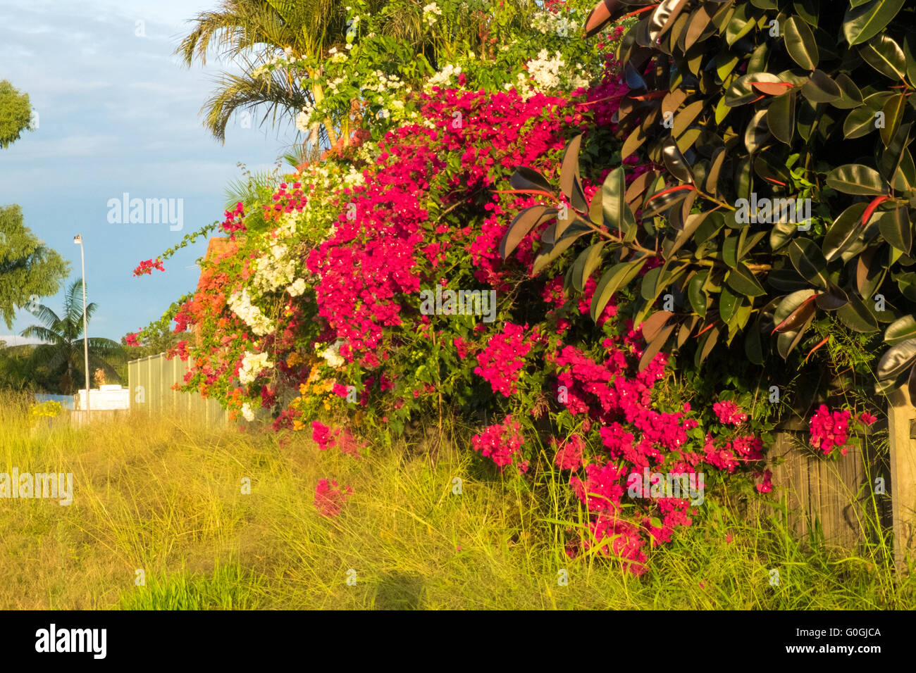 Big Bogan's in Brisbane Stock Photo - Alamy