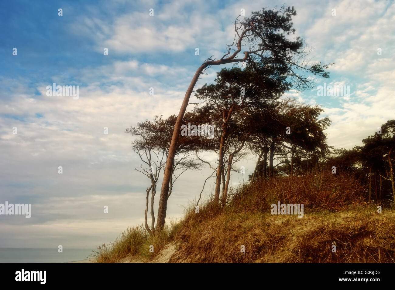 wind bent trees Stock Photo - Alamy