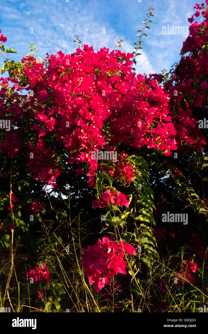 Big Bogan's in Brisbane Stock Photo - Alamy