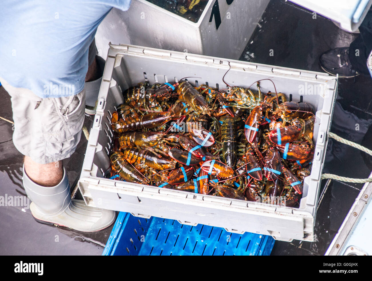 Lobster catch hi-res stock photography and images - Alamy