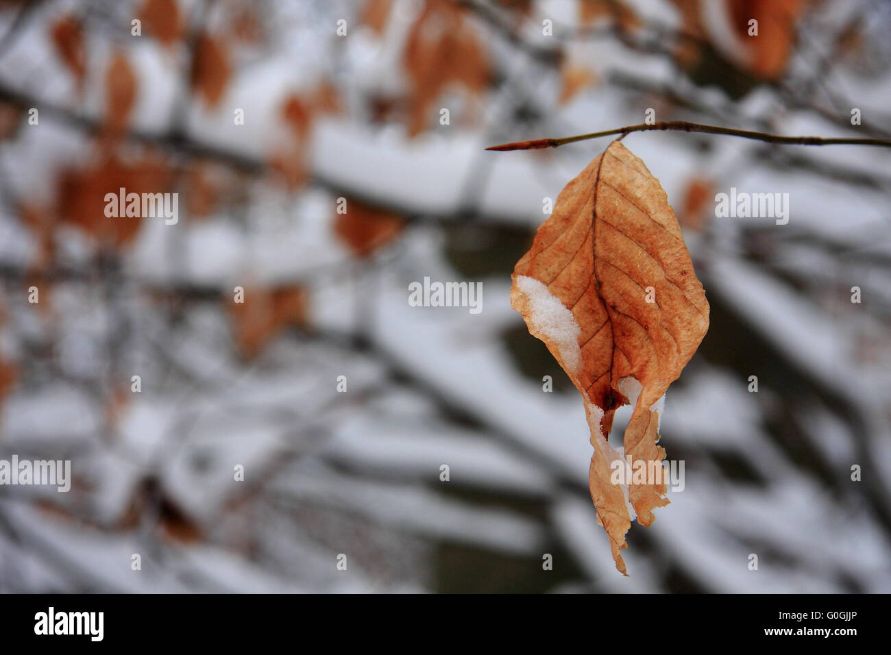 Beech leaf hi-res stock photography and images - Alamy