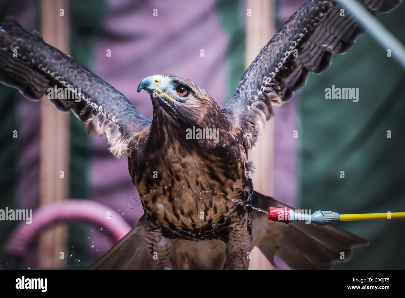 Red tailed hawk portrait detail hi-res stock photography and images - Alamy