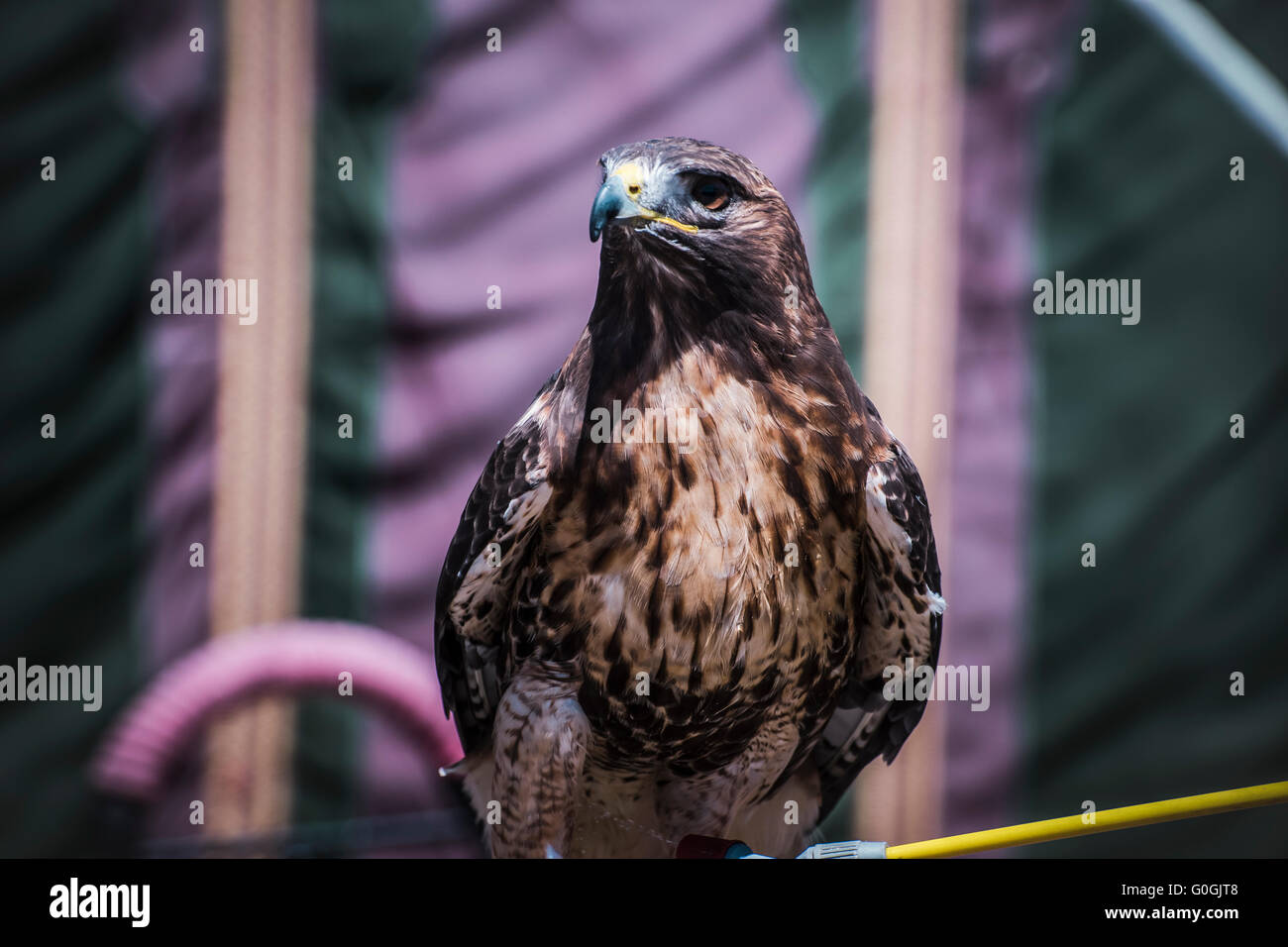 Red tailed hawk portrait detail hi-res stock photography and images - Alamy