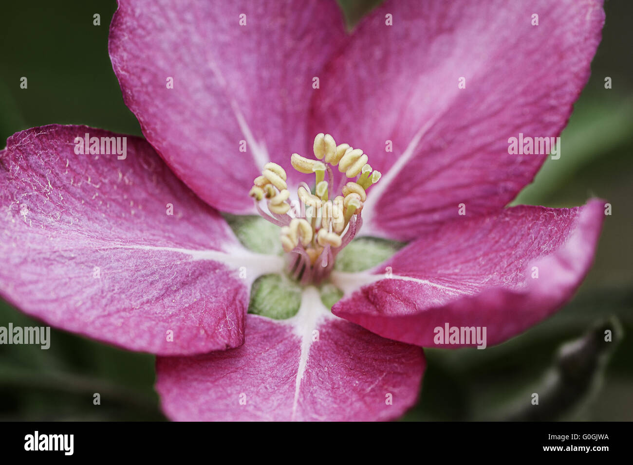 Inside the flower Stock Photo - Alamy