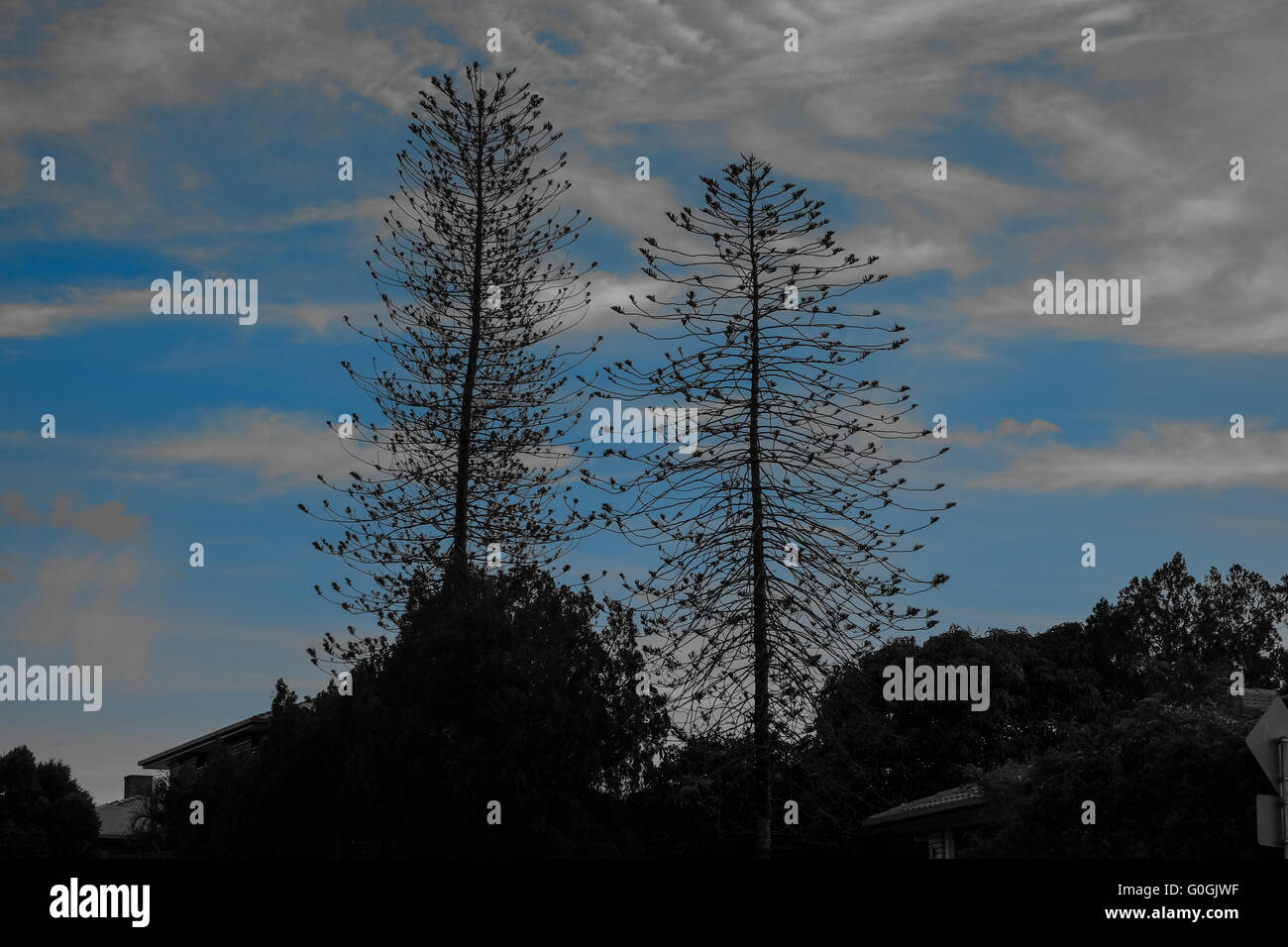 A Pair of Norfolk Island Pines Stock Photo - Alamy