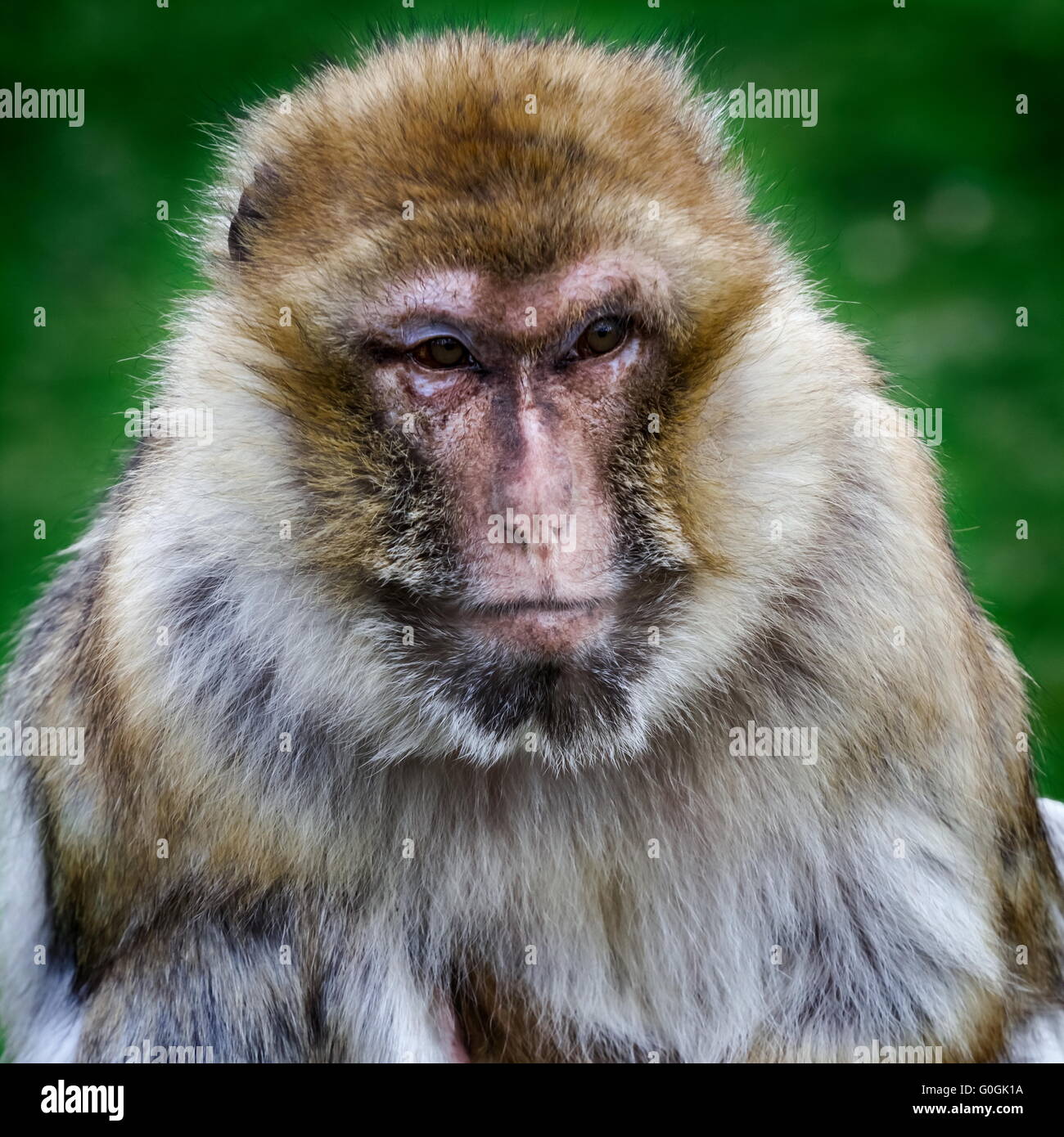 M is for macaque hi-res stock photography and images - Alamy