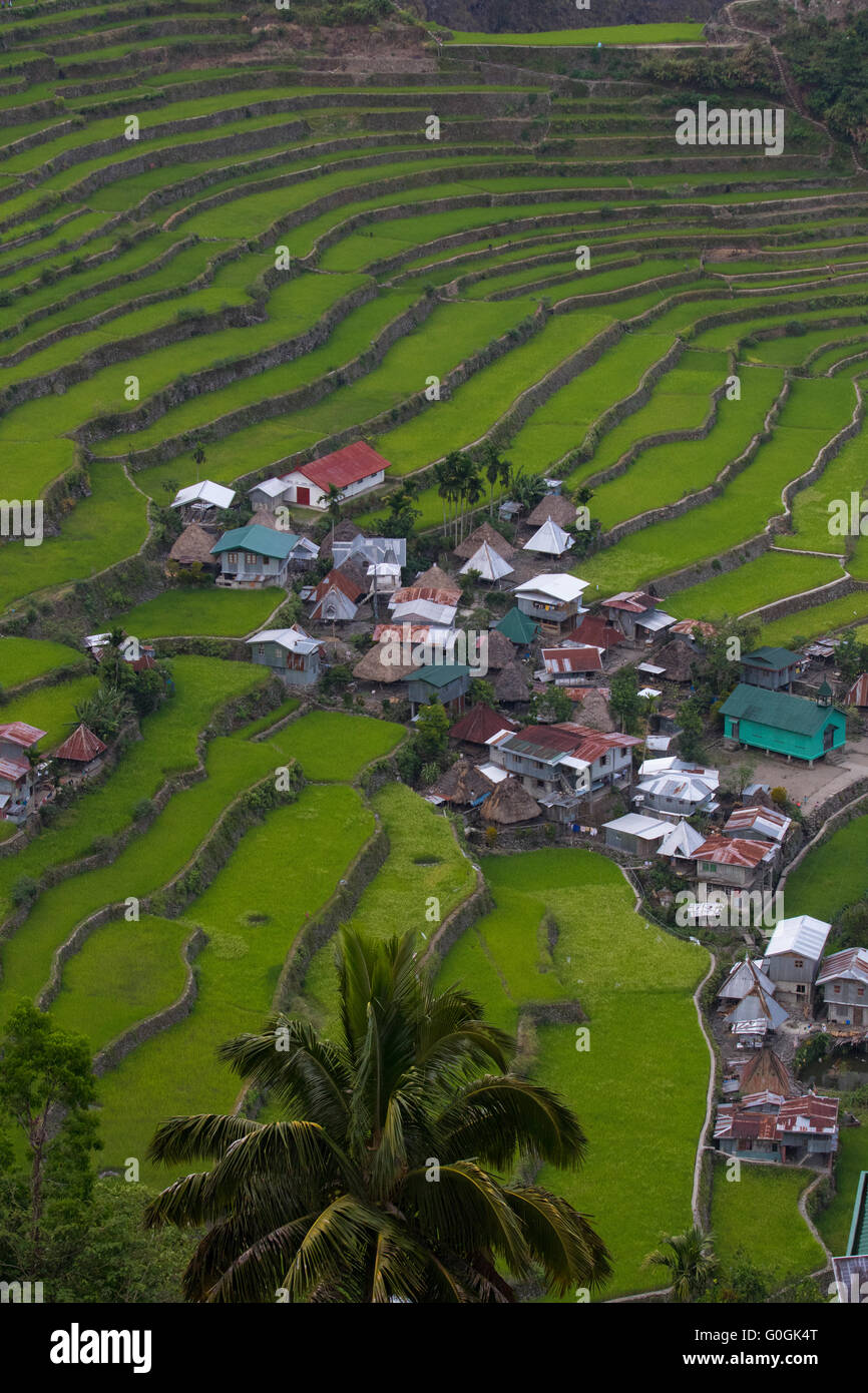 Ancient Rice Terraces of Batad located in the region of Banaue ...
