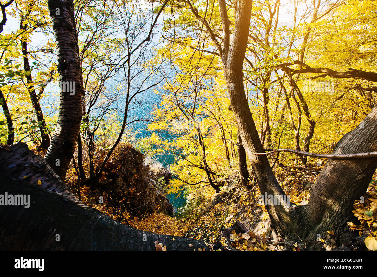 Views of mountain gap at yellow trees forest Stock Photo - Alamy