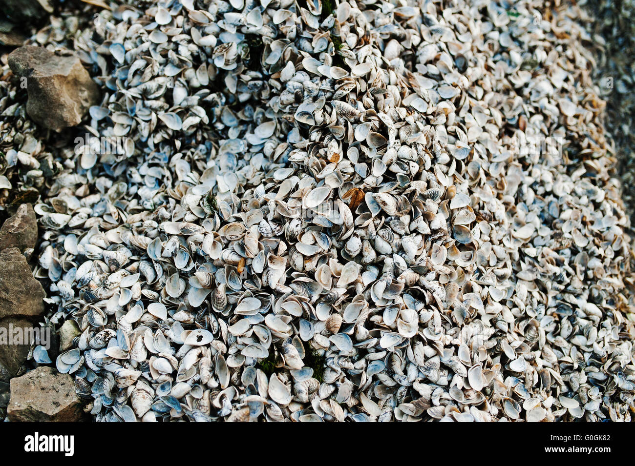 Small white shells background of sea Stock Photo - Alamy