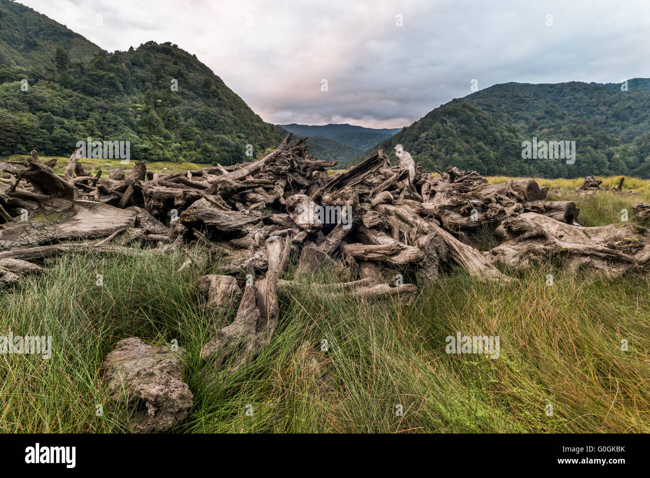 Old native trees new zealand hi-res stock photography and images - Alamy