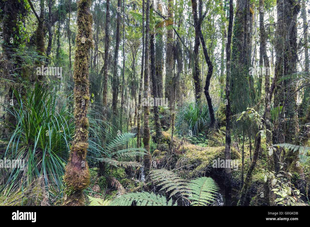 Nz native plants hi-res stock photography and images - Alamy