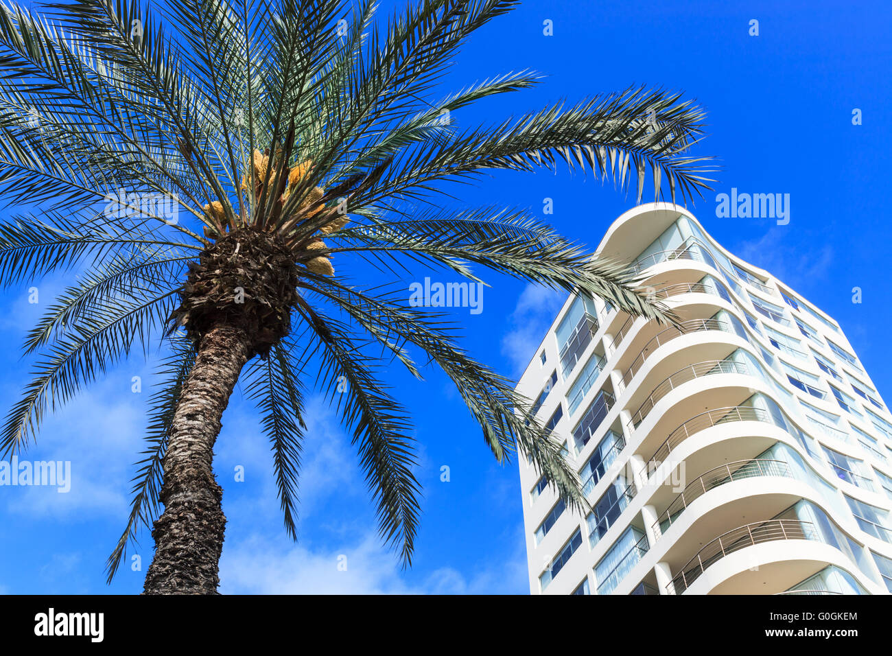 palm tree and modern building Stock Photo - Alamy