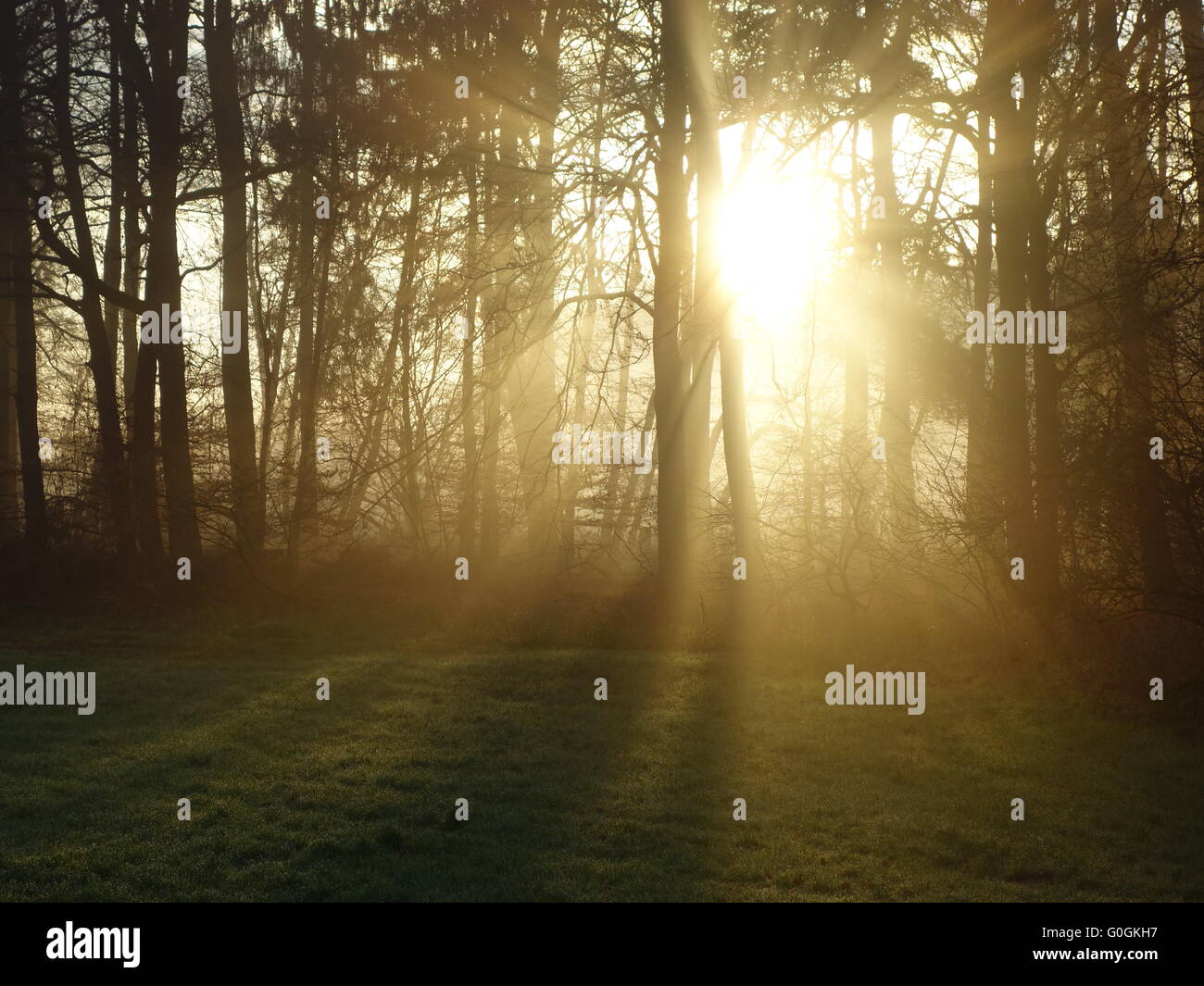 Sun shines far through the trees on an early morning Stock Photo - Alamy