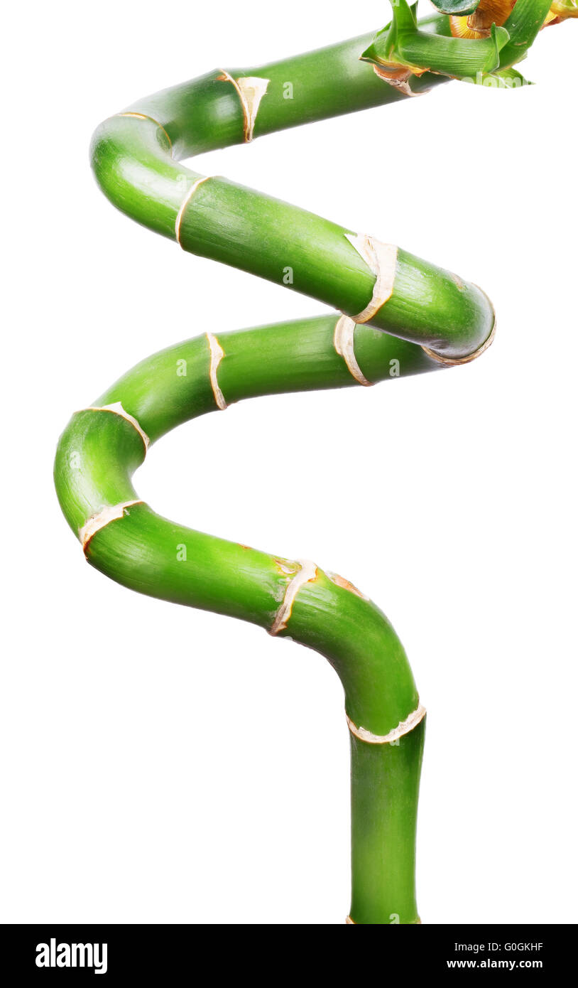 Bamboo isolated white Stock Photo - Alamy