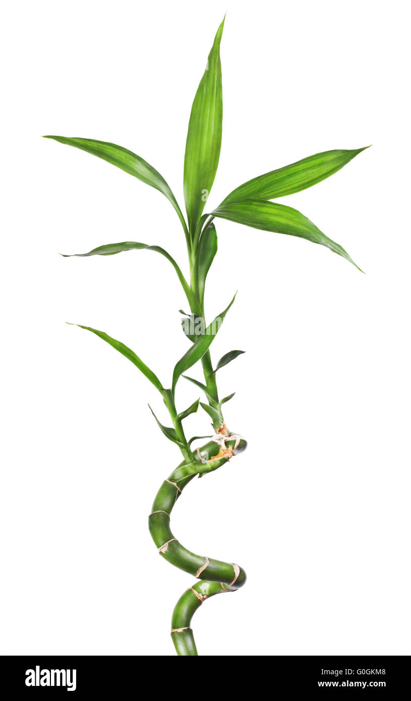 Bamboo isolated white Stock Photo - Alamy