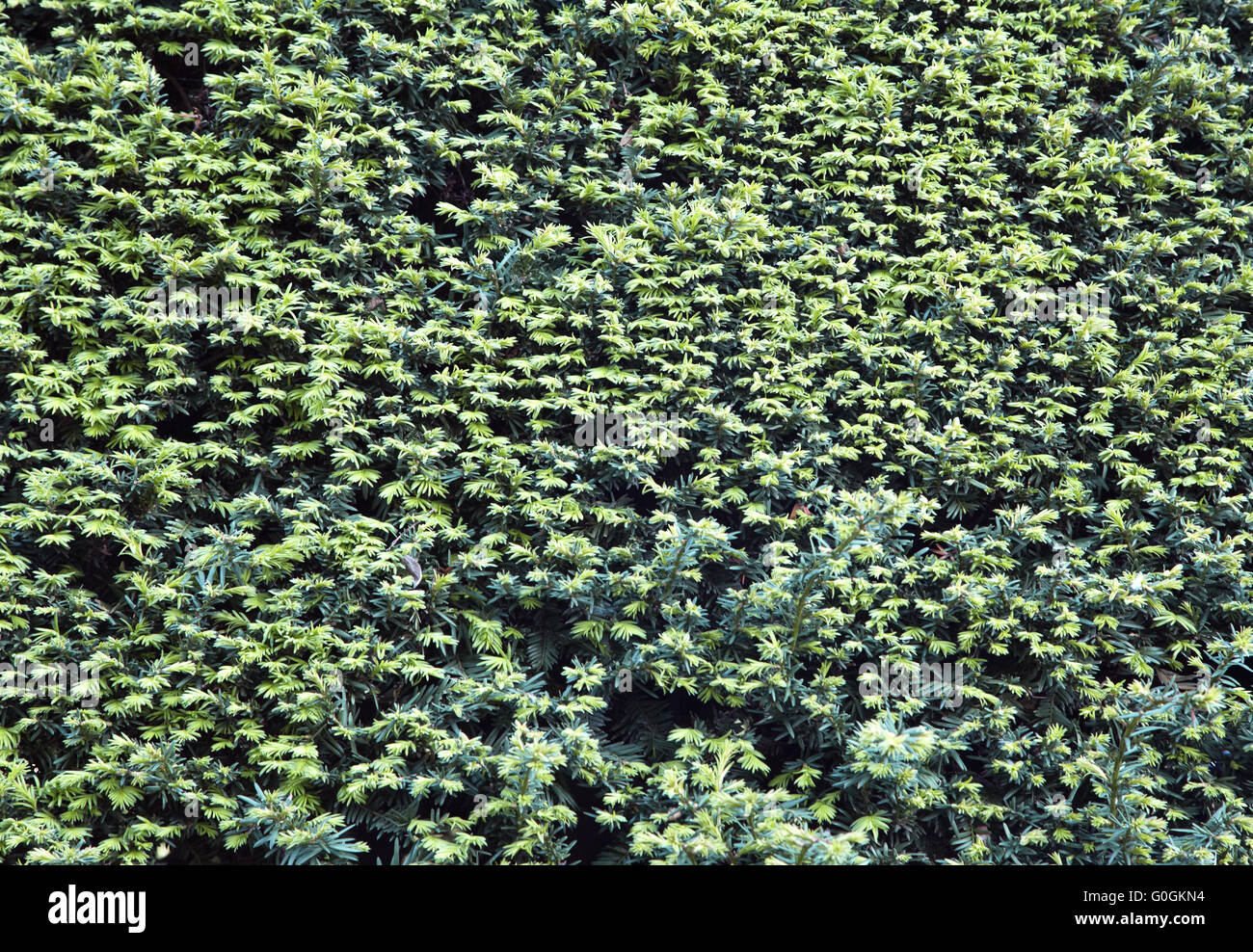 Conifer branches texture Stock Photo - Alamy