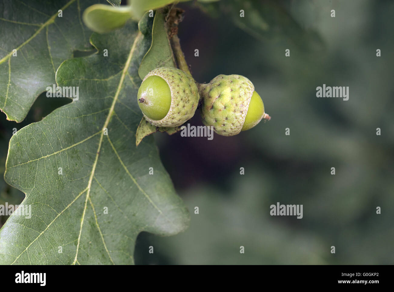 Immature acorns hi-res stock photography and images - Alamy
