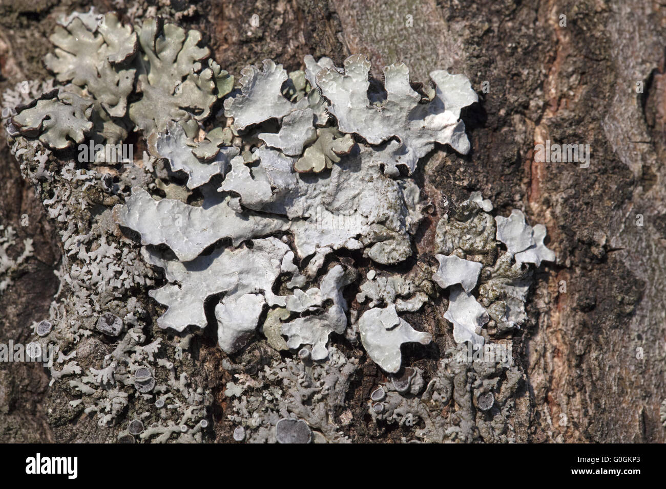Lichen on a tree Stock Photo - Alamy