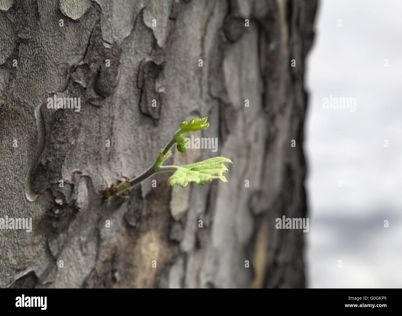 Young sycamore new growth sycamore hi-res stock photography and images ...
