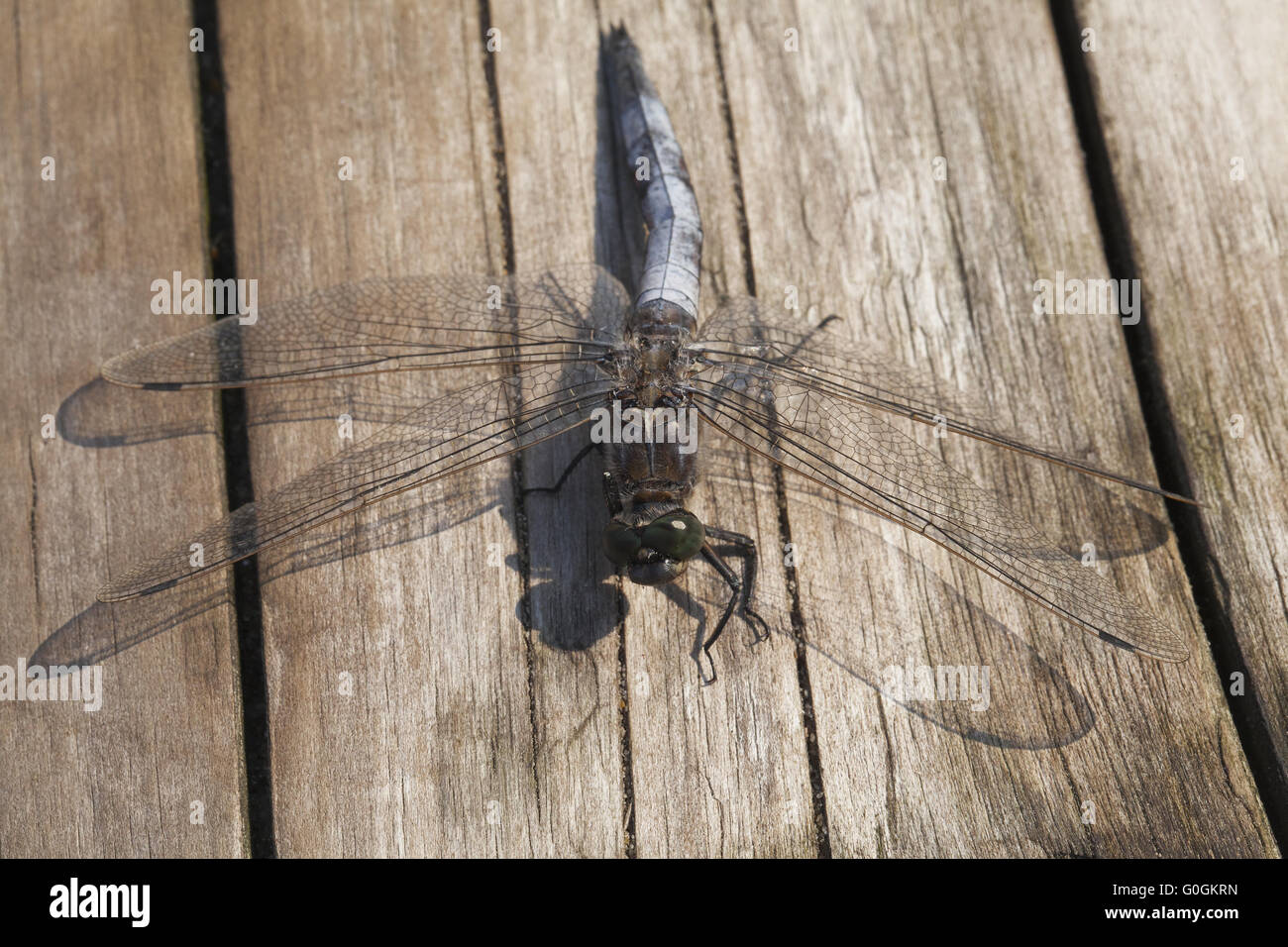 Single long wooden plank hi-res stock photography and images - Alamy