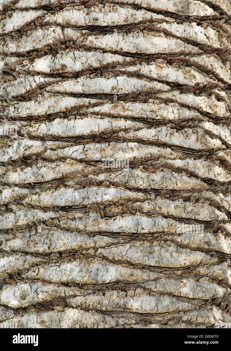 Palm tree bark Stock Photo - Alamy