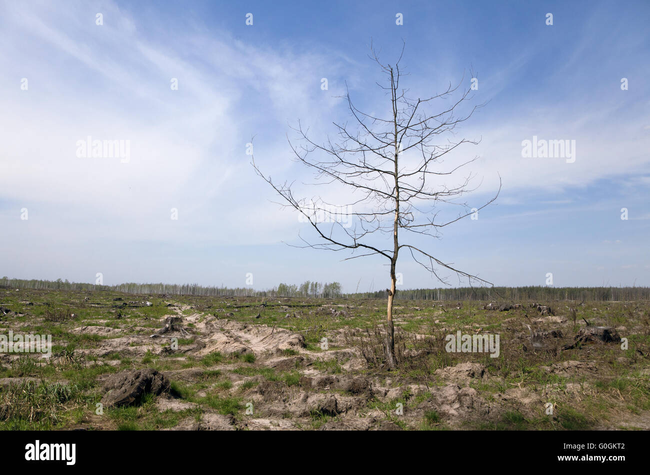 Dead tree in a field Stock Photo - Alamy