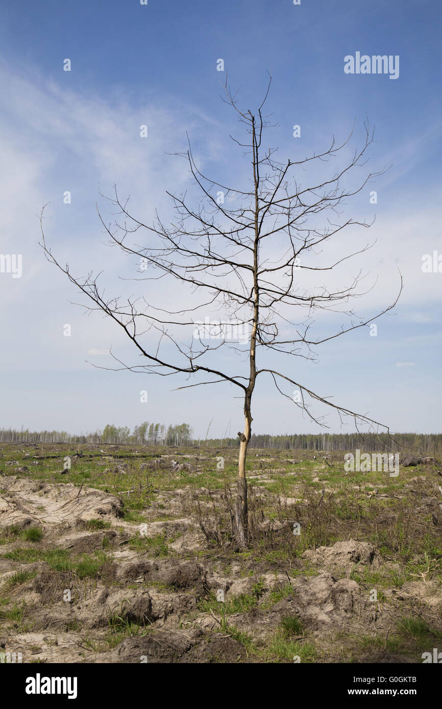 Dead tree in a wasteland Stock Photo - Alamy