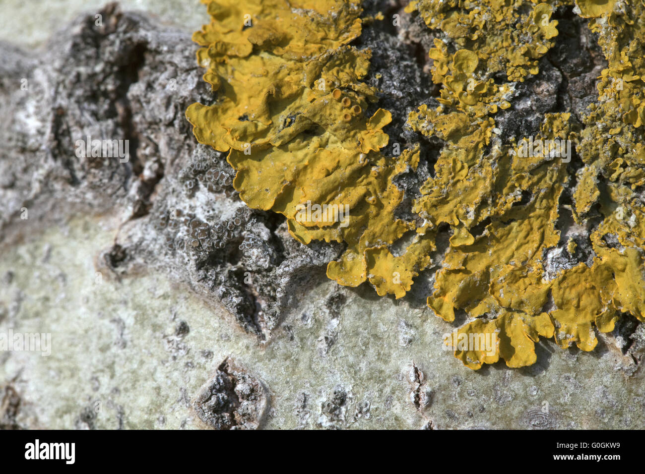 Lichen on a tree Stock Photo - Alamy