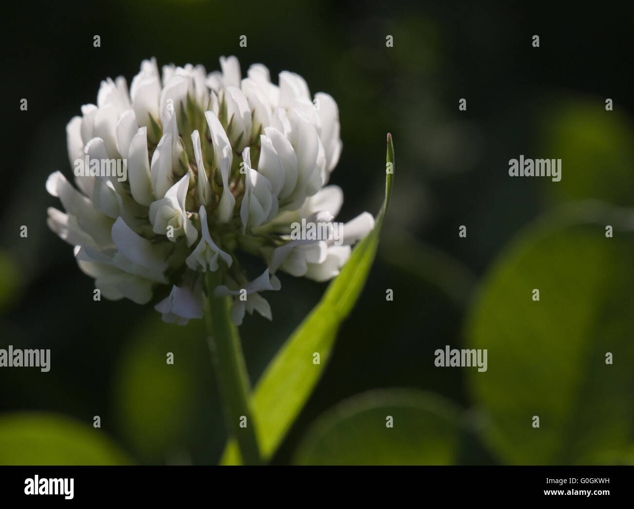 Flower of white clover Stock Photo - Alamy