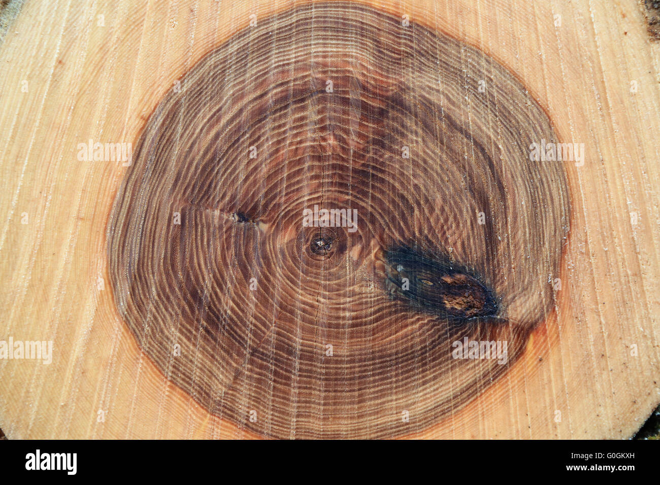 Ash tree fungus hi-res stock photography and images - Alamy