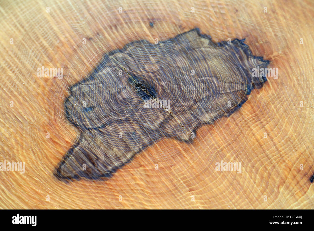 Ash trees are dying because of a fungus Stock Photo - Alamy