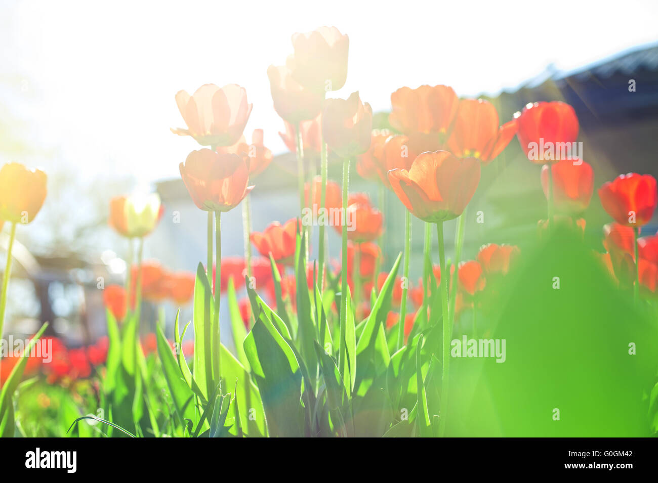 Field of red colored tulips Stock Photo - Alamy