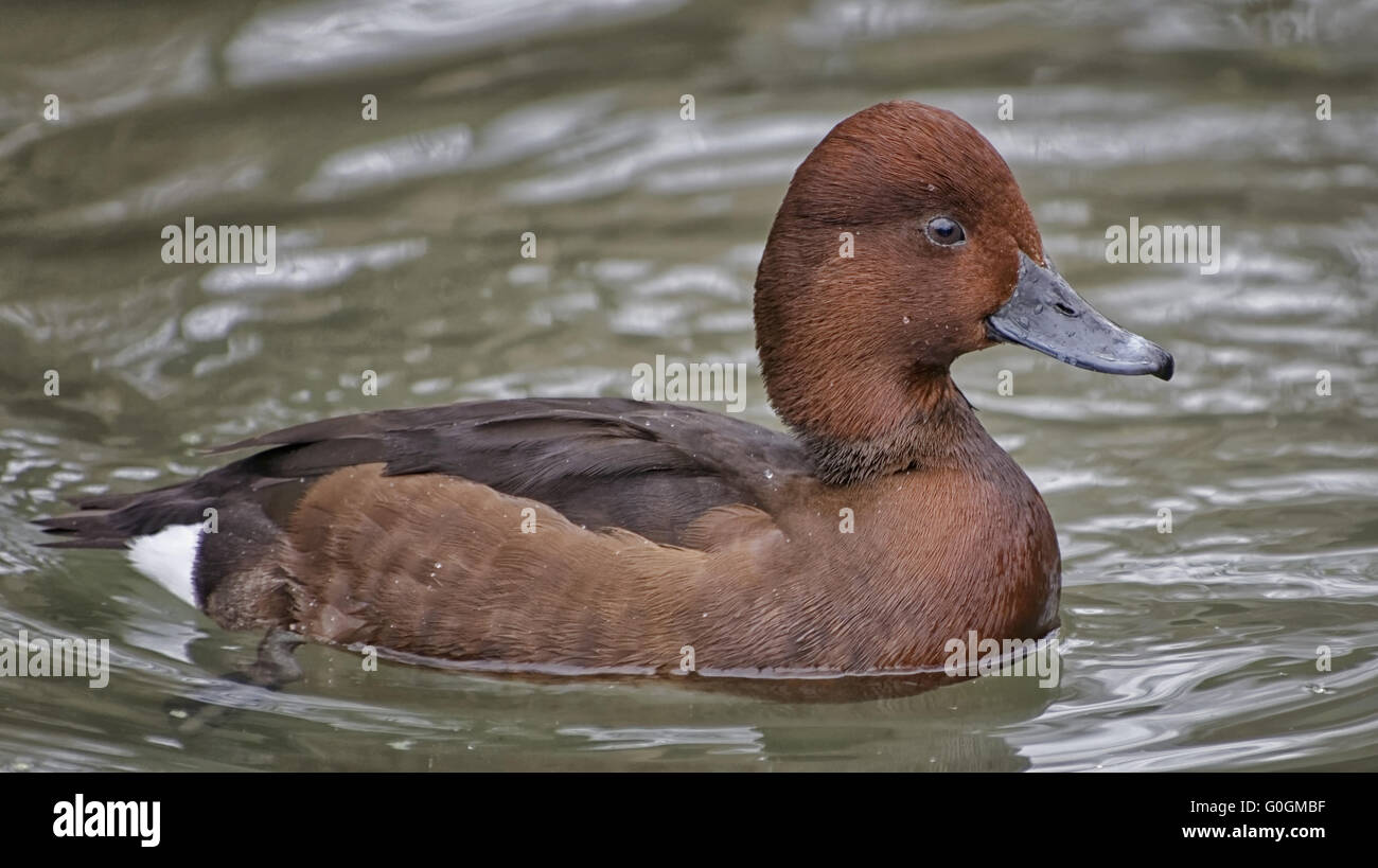 Duck life hi-res stock photography and images - Alamy