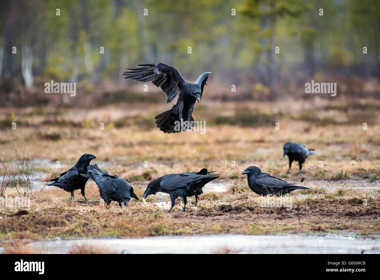 Ravens Feeding Stock Photos & Ravens Feeding Stock Images - Alamy