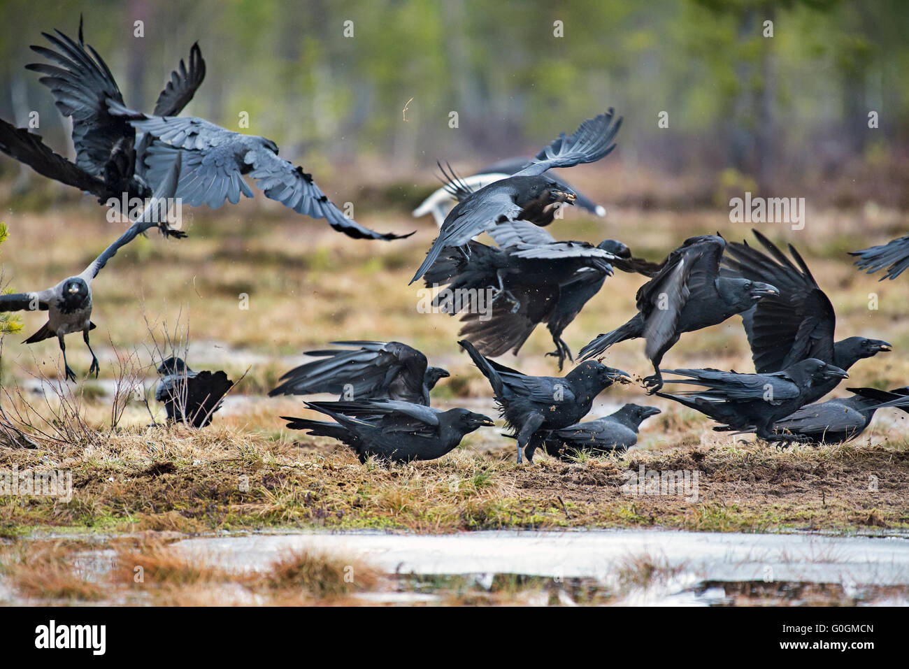 Group of ravens hi-res stock photography and images - Alamy