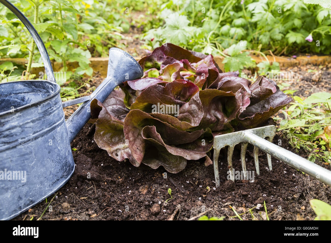 red oak leaf lettuce Stock Photo - Alamy