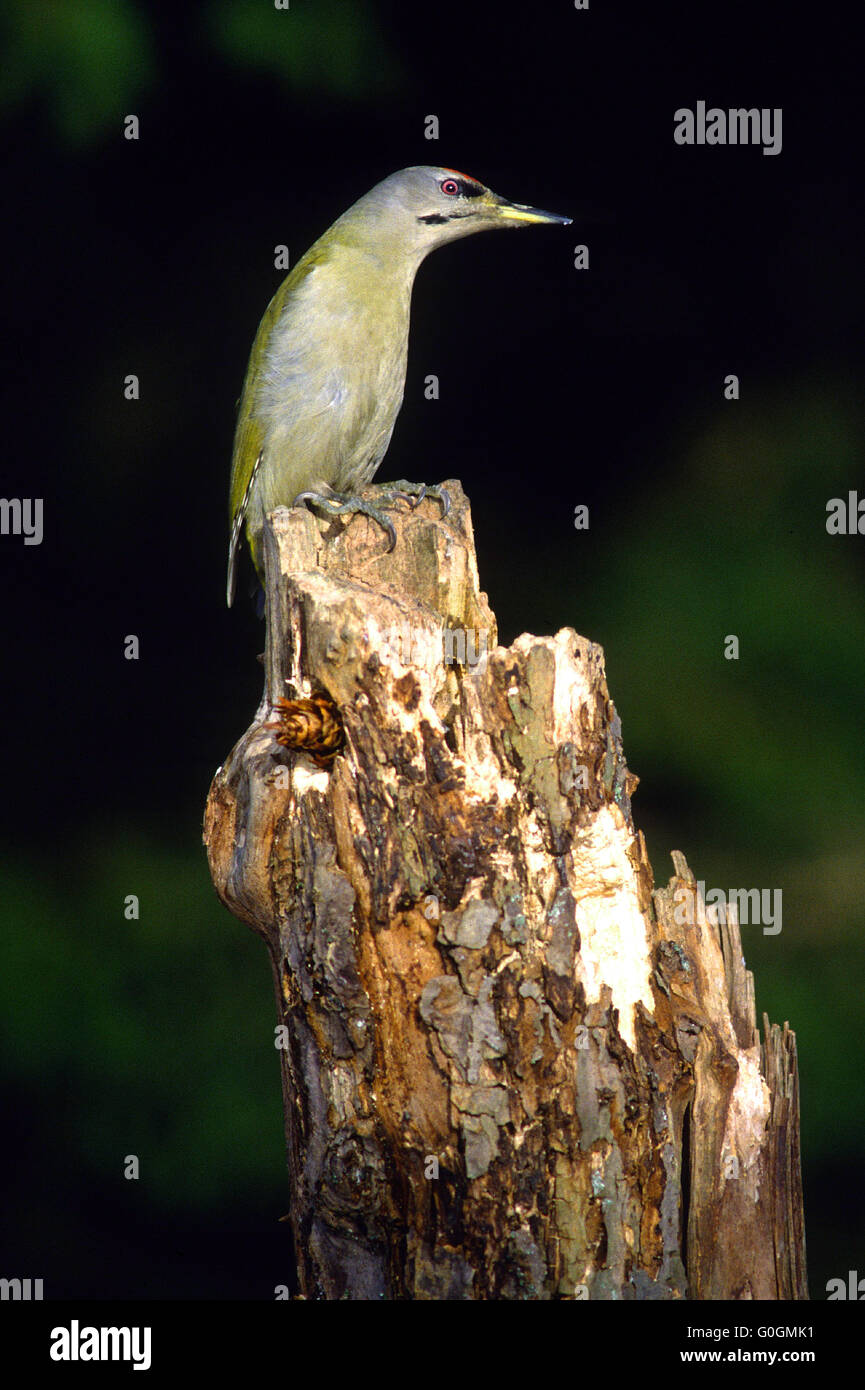 woodpecker, grey-headed woodpecker Stock Photo - Alamy