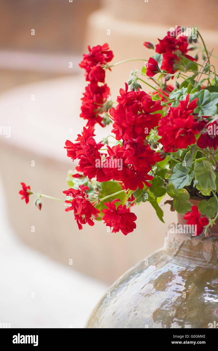 Scarlet geraniums hi-res stock photography and images - Alamy